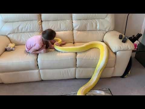 Little Girl Chills With Huge Pet Snake Coiled Around Her | Jukin Media Inc