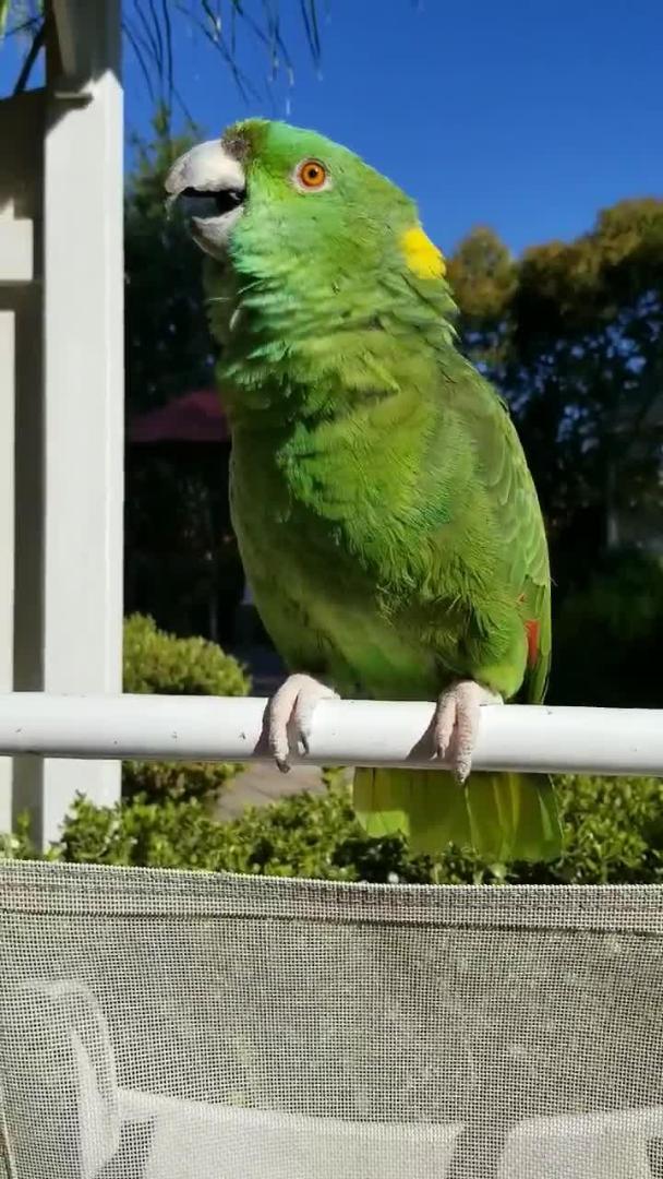 Parrot Shows Talent by Making a Series of Sounds on Owner's Demand ...