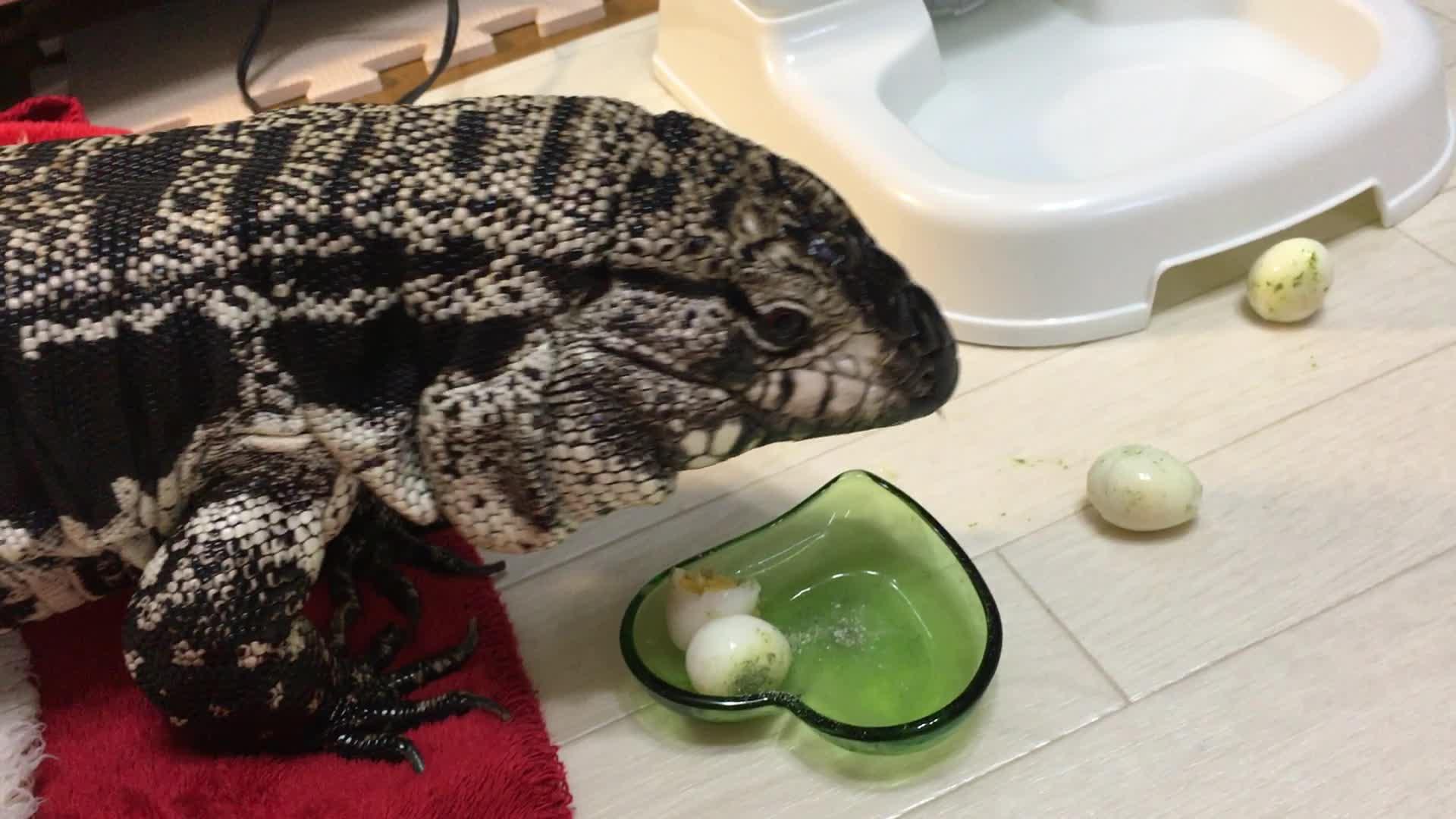Clumsy Pet Lizard Drops Boiled Eggs While Trying to Eat Them | Jukin ...
