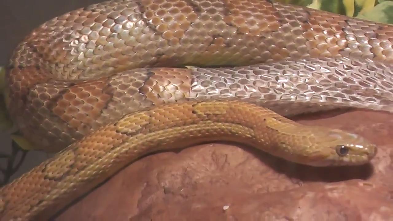 Corn Snake Slithers Out of Skin in Shedding Process | Jukin Licensing