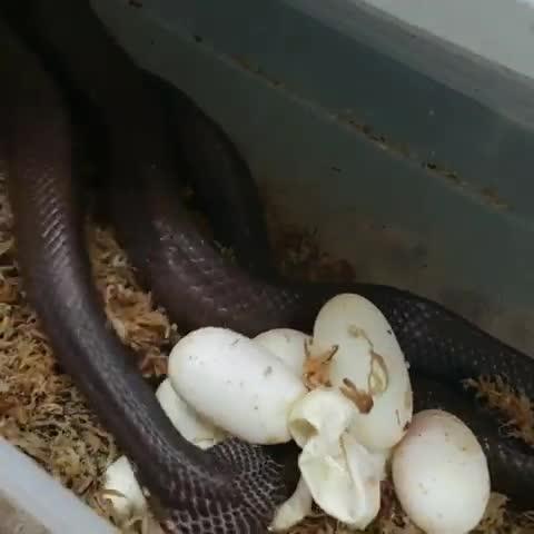 Female Snake Tries Eating Her Eggs After Laying Them | Jukin Licensing