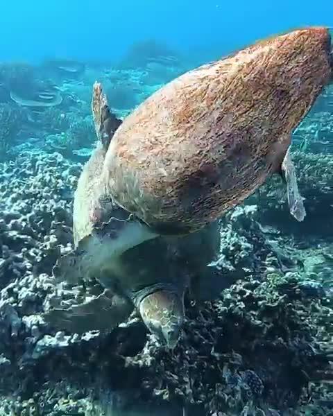 Loggerhead Turtle Tries to Bite Another Turtle Underwater | Jukin Licensing
