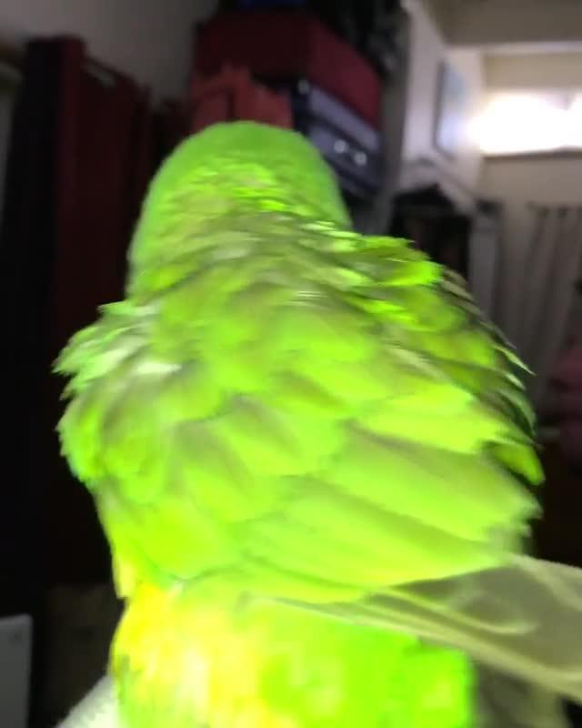 Parrot Poops On Owner's Lap | Jukin Licensing