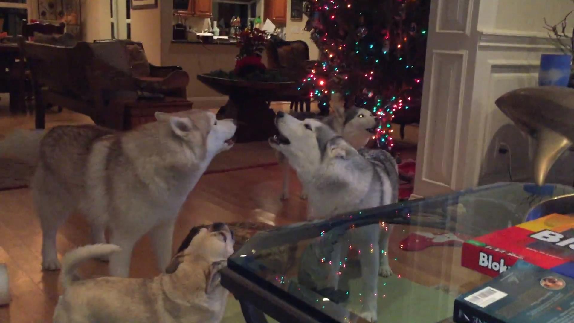 Siberian Huskies and Their French Bulldog Friend Howl Together | Jukin ...