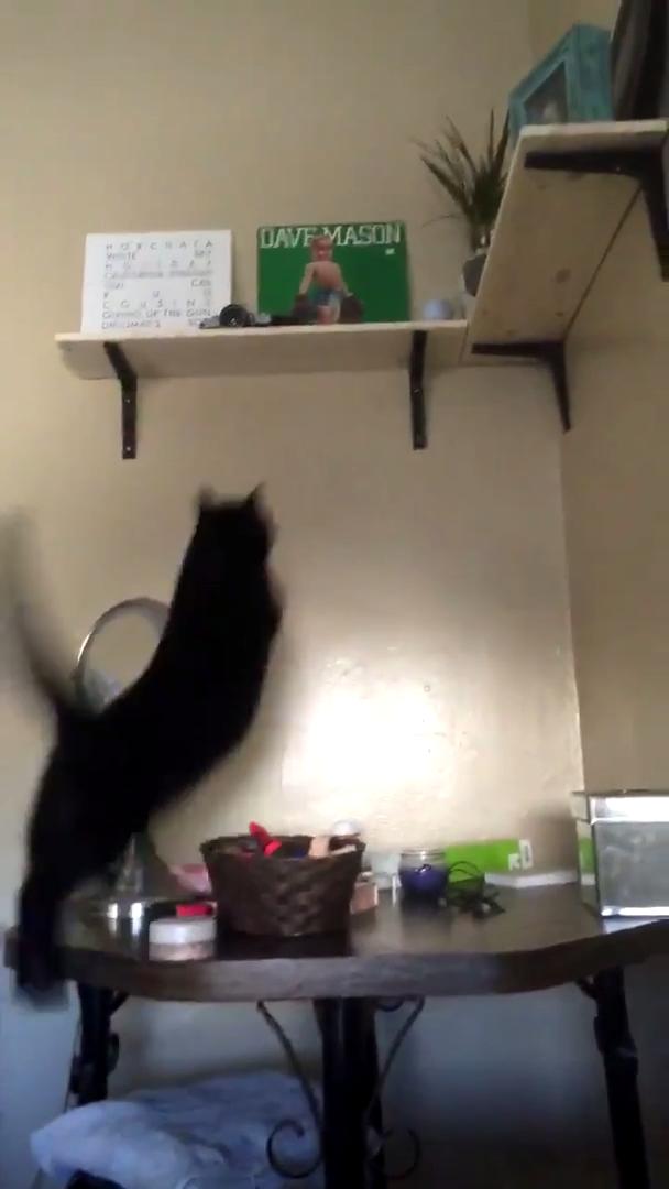 Cat Jumps On Top Of Closet And Breaks Vase | Jukin Media Inc