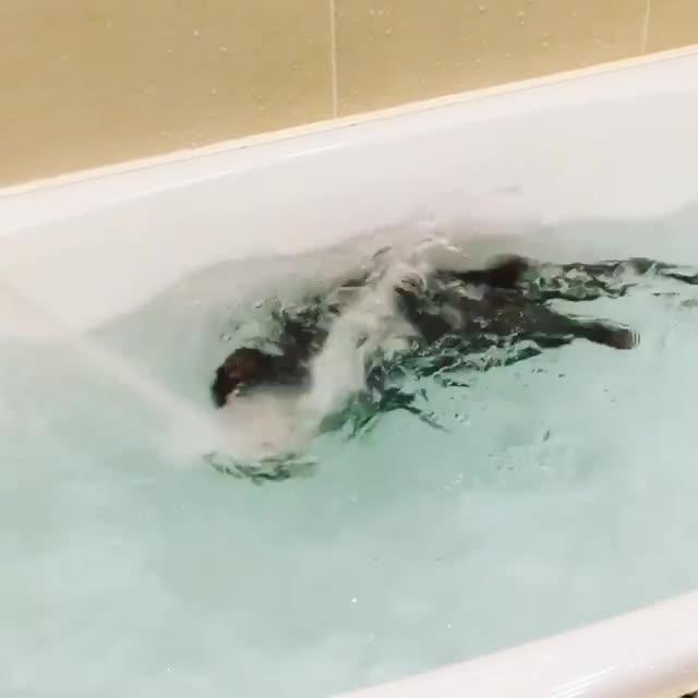 Otter Plays in the Shower | Jukin Licensing