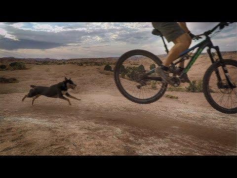 Dog Chases Mountain Biking Owner Across Desert Trails | Jukin Licensing