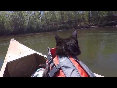 Cat Goes Hiking and Canoeing with Owner | Jukin Licensing