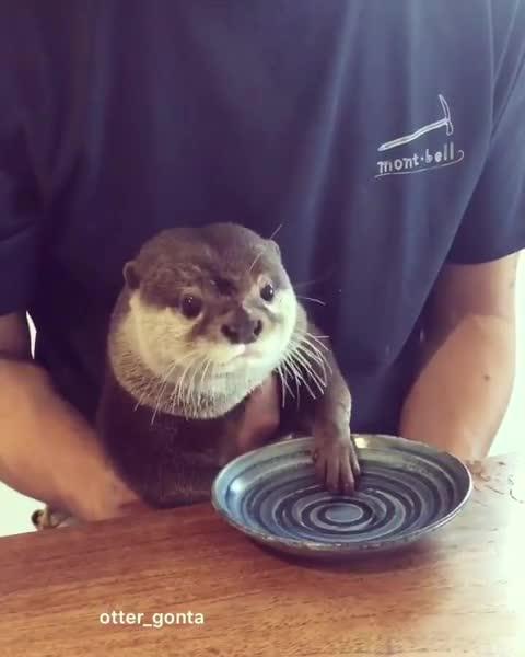 Otter Looks Confusedly at Empty Plate After Finishing All His Snacks ...
