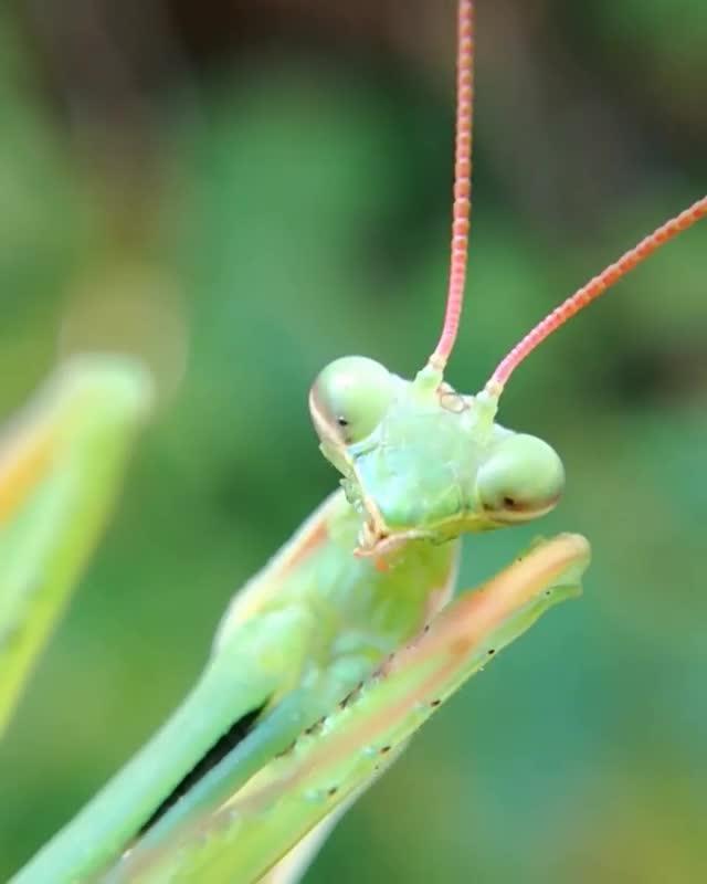 Praying Mantis Cleans Their Limb | Jukin Media Inc