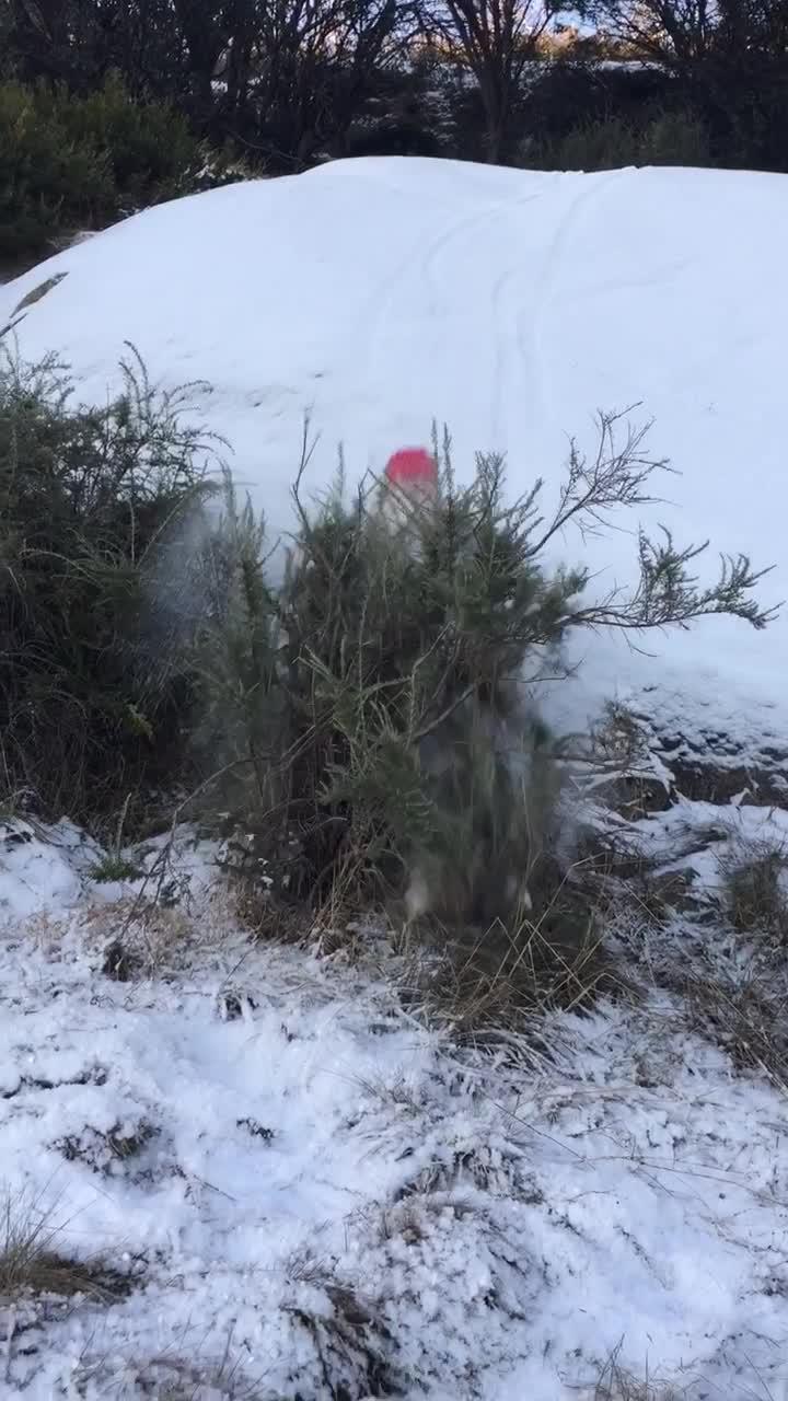 Two Girls Sledding Down Snowy Slope Crash into Bush at the Bottom ...