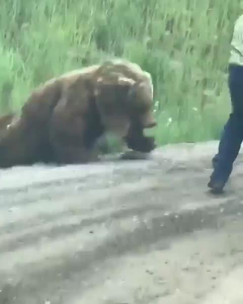 Man Dressed as Bear Scares Off People | Jukin Licensing