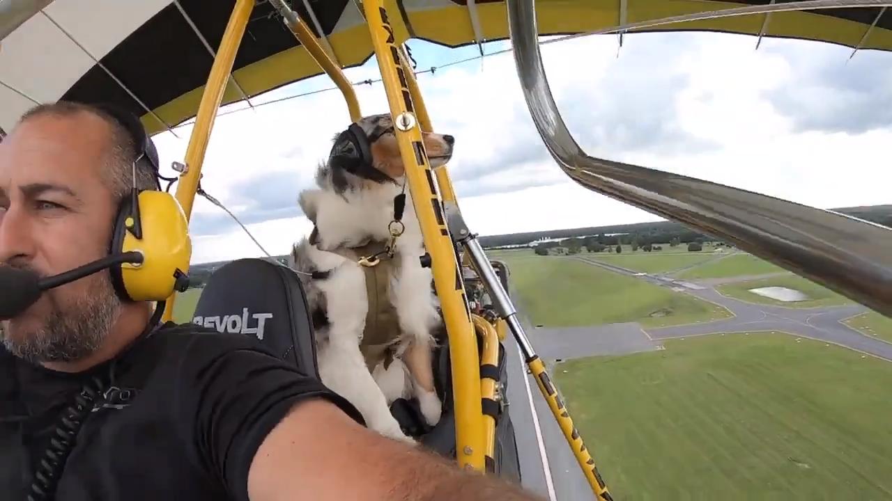 Dog Enjoys Flying in Powered Hand Glider | Jukin Licensing