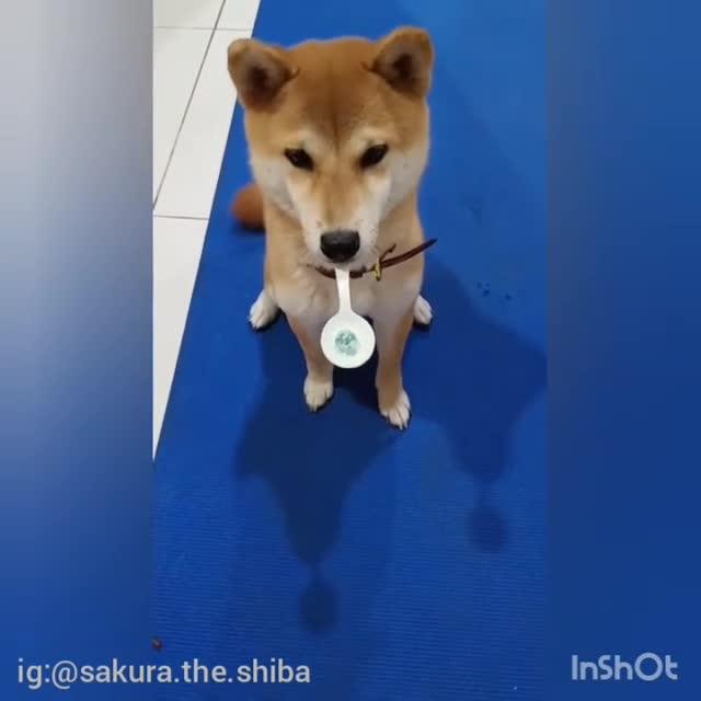 Dog Holds Spoon in Mouth and Walks While Getting Trained | Jukin Licensing