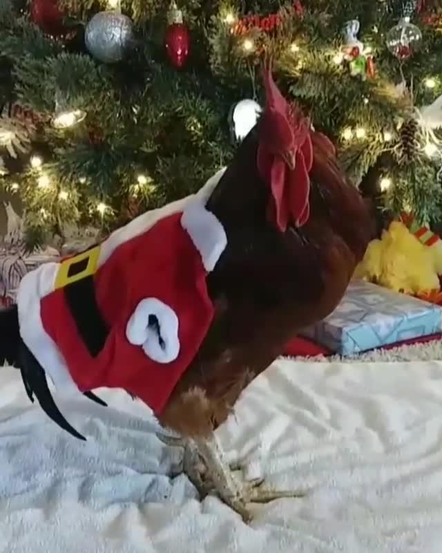 Rooster Poses Around Christmas Tree Dressed in Santa Costume | Jukin ...