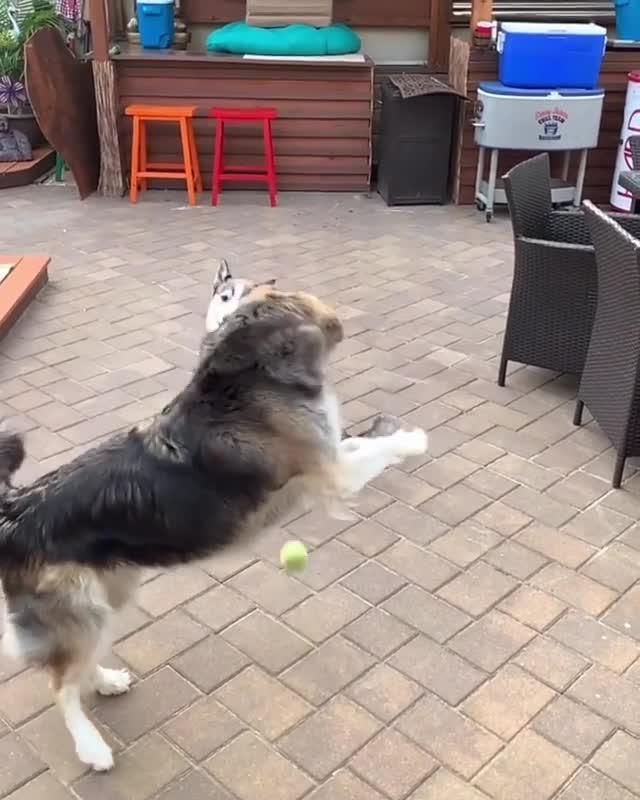 Dogs Repeatedly Fail to Catch Balls Thrown Towards Them | Jukin Licensing