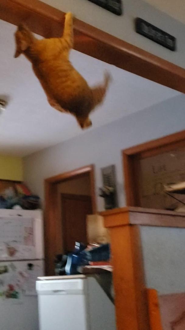 Cat Hangs While Being Stuck in Window Blinds | Jukin Media Inc