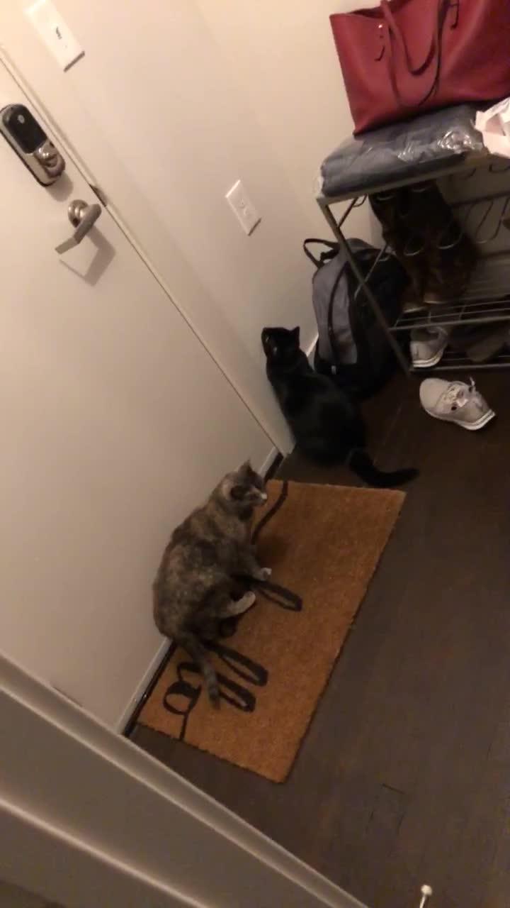 Cat Jumps and Switches Off Light | Jukin Licensing