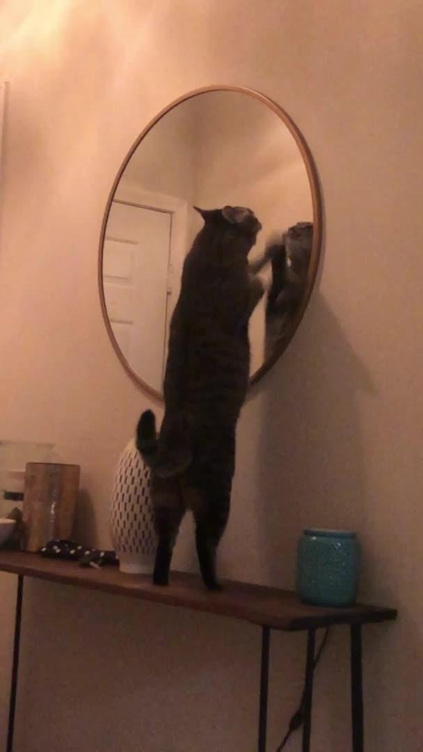 Cat Furiously Scratches Mirror to Seek Owner's Attention | Jukin Licensing