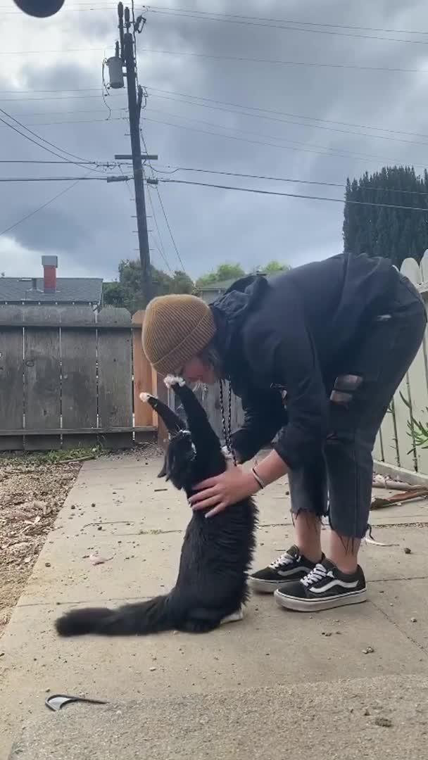 Cat Stretches Front Paws When He Wants to be Lifted by Human | Jukin ...