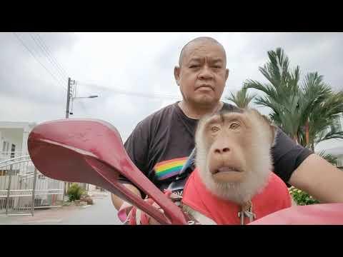Guy Rides Scooter Around Town With Two Dressed Monkeys Sitting in Front ...