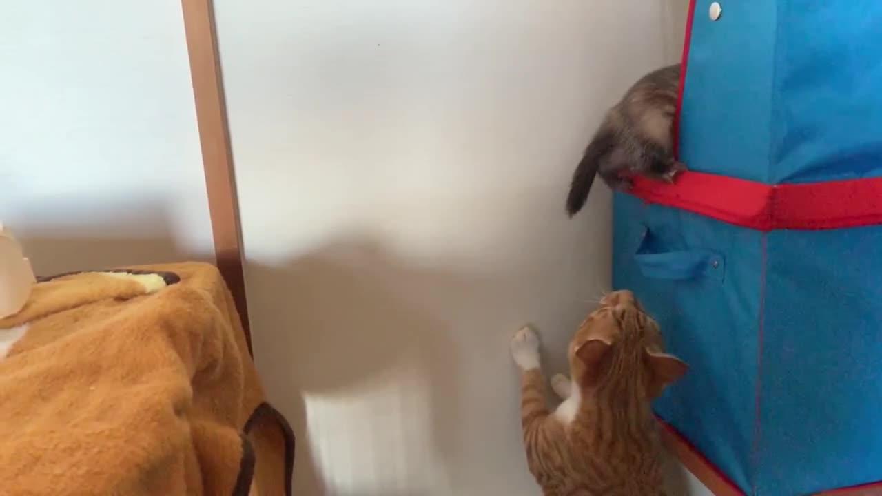 Cat Amazingly Helps Ferret to Make Big Jump and Climb Table | Jukin ...