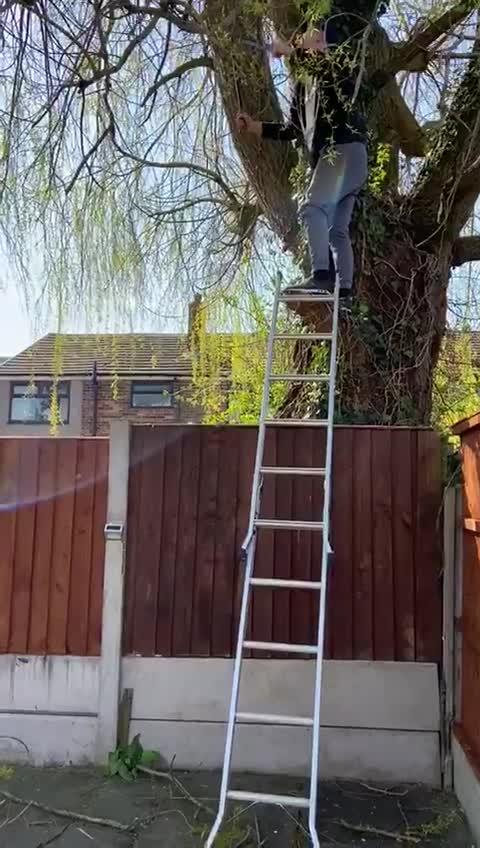 Man Falls off Ladder during Tree Trimming | Jukin Media Inc