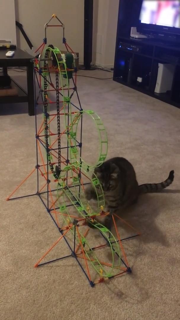 Cat Does Obstacle Course and Completes it Brilliantly Without Falling ...