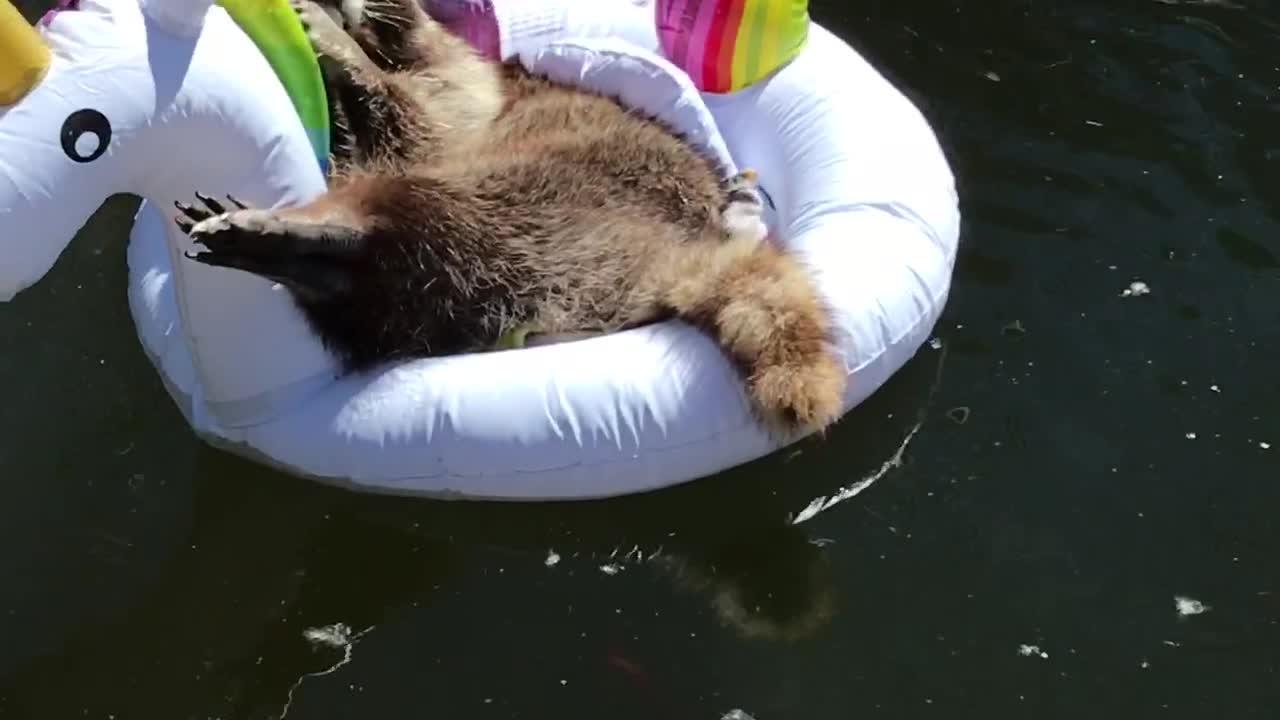 Raccoon Chills on Flamingo Float Eating Ice Cream | Jukin Media Inc