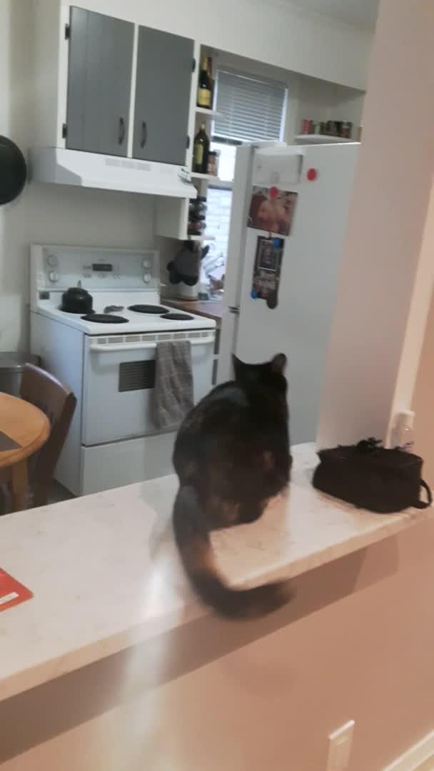 Cat Falls Off Ledge While Trying to Jump on to the Fridge | Jukin Licensing