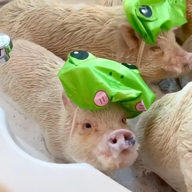 Pig Shakes Body to Take Bath In Mini Pool | Jukin Media Inc