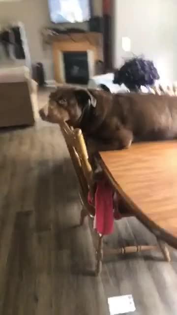 Dog Looks Embarrassed as Owner Catches Them Laying On Coffee table ...