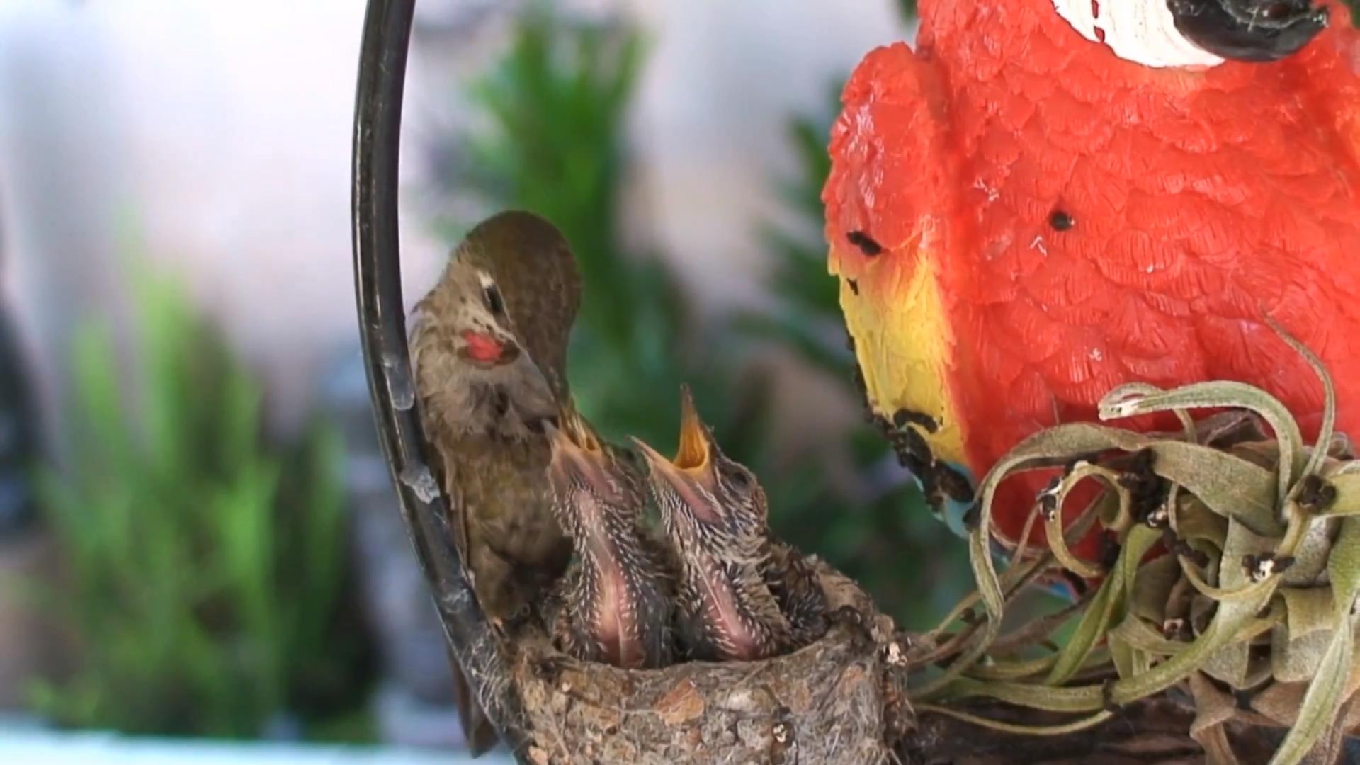 Baby Bird Poops into Fecal Sacs Which are Equivalent of Disposable ...