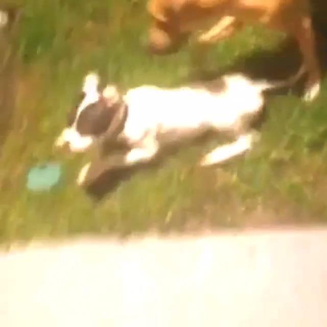 Dog Knocks Down Toddler While Playing With Garden Hose | Jukin Media Inc