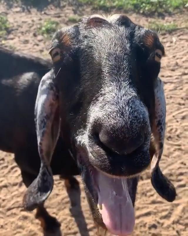 Impatient Goat Screams While Waiting for Her Turn to Be Milked | Jukin ...