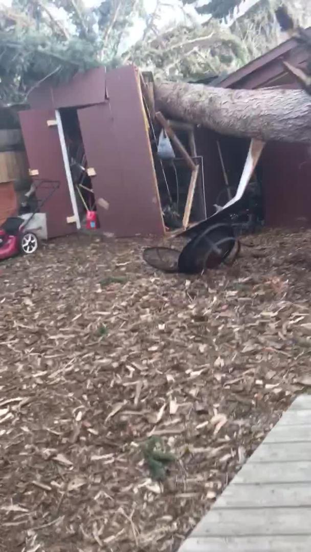 Tree Uproots Due to Storm and Falls on Wooden Shed Damaging it ...