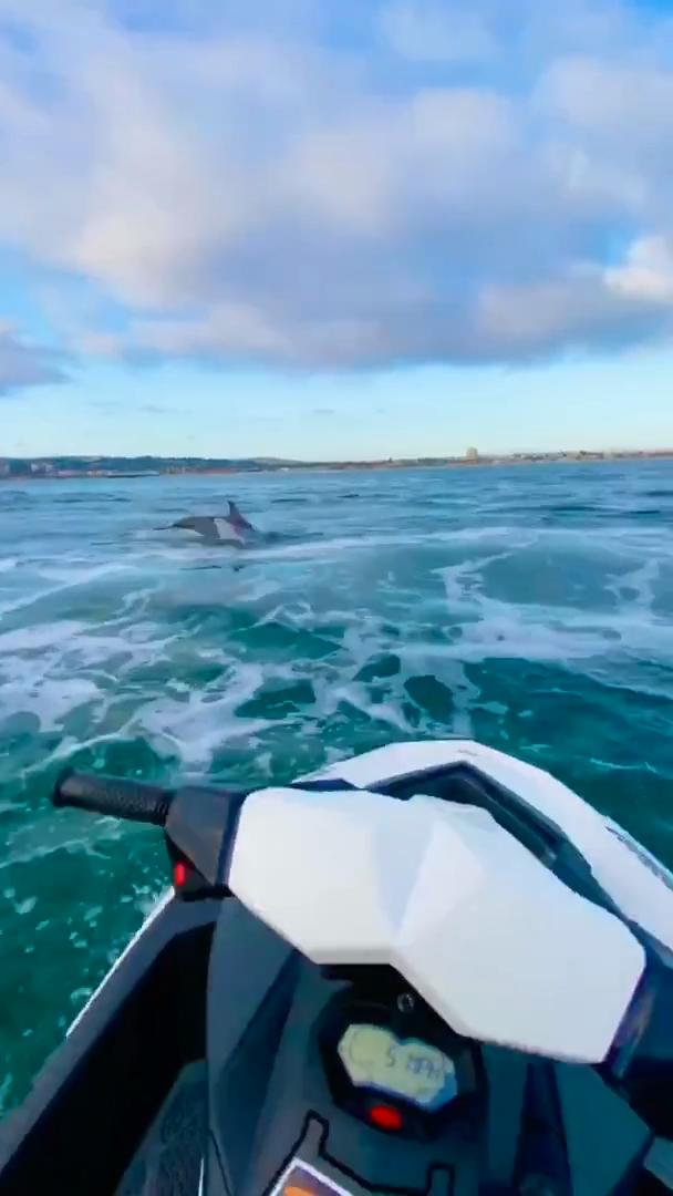 Guy Rides Jetski Amidst Water Full of Dolphins | Jukin Licensing