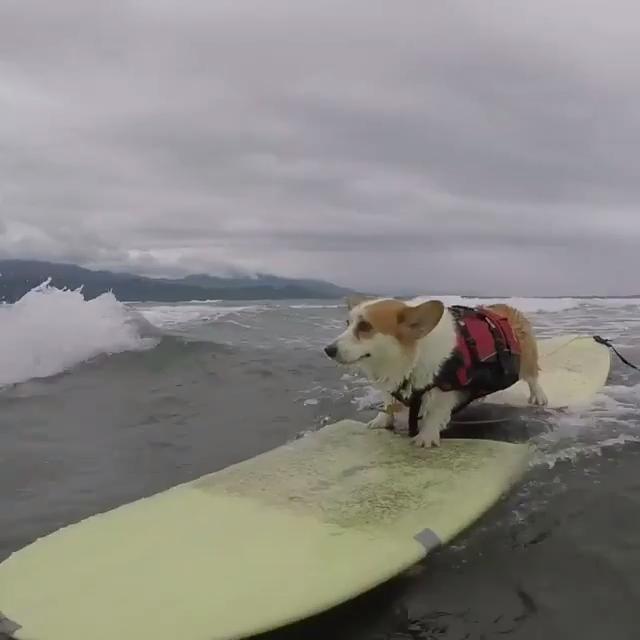 Corgi Rides Small Waves On Surfboard With His Owner | Jukin Licensing