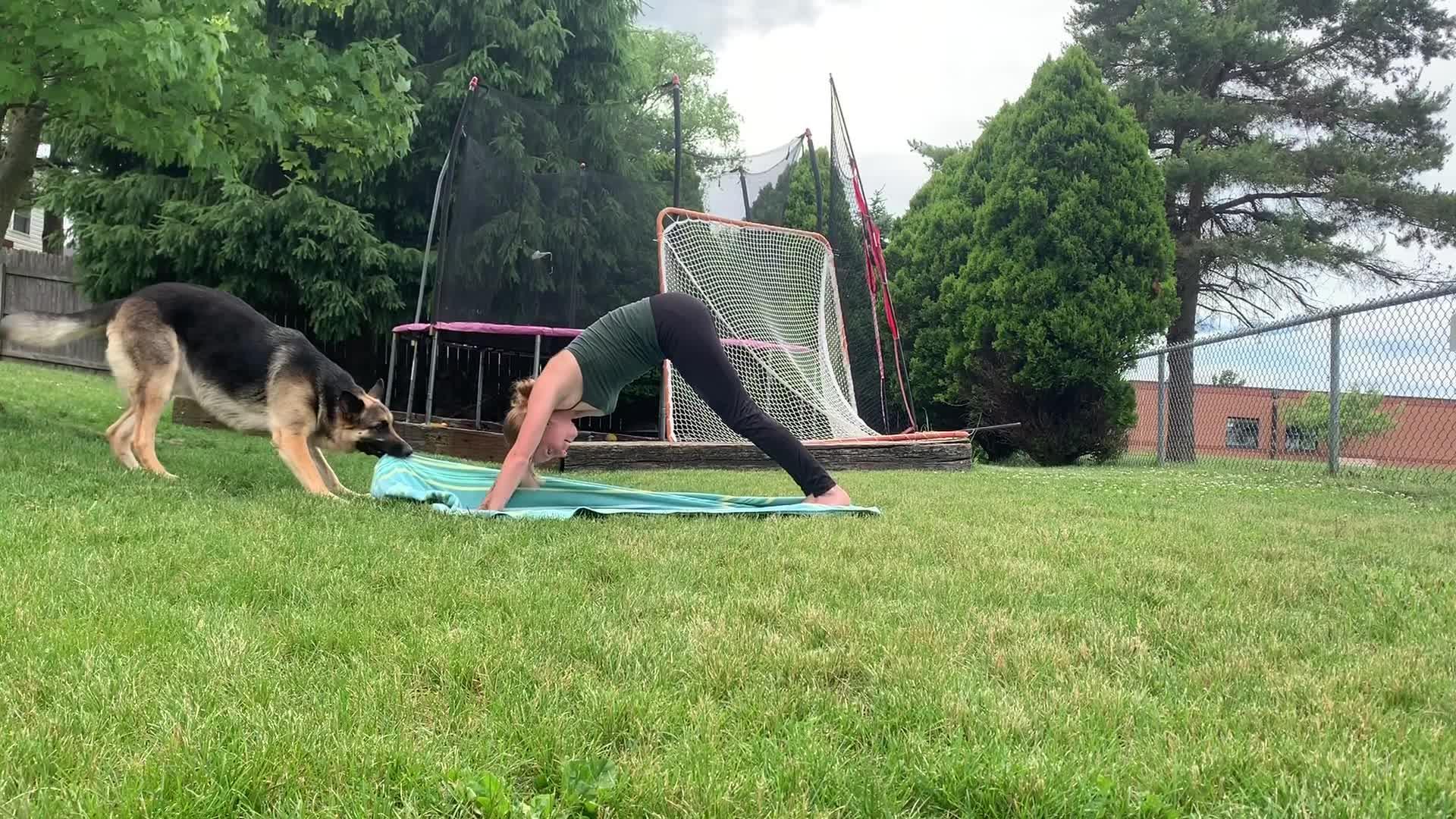 Dog Grabs and Pulls Towel From Owner Trying to do Yoga | Jukin Licensing