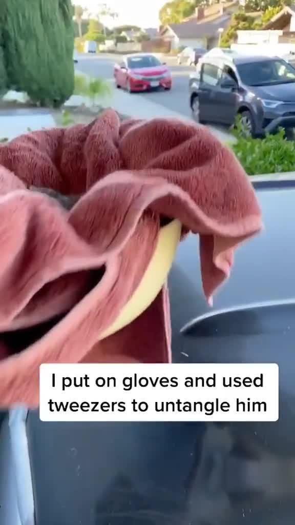 Couple Rescues Bird Tangled in String | Jukin Licensing