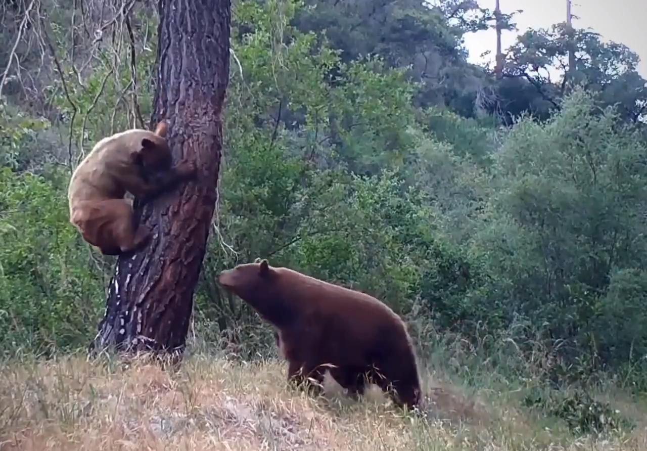 Two Bears Fight Over Tree | Jukin Media Inc