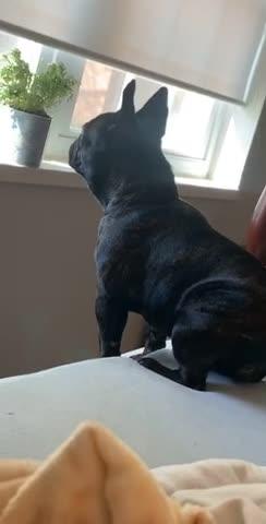 Dog Jumps Into Window Smashing Face on Glass | Jukin Licensing