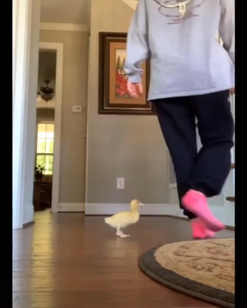 Duck Follows Girl Around her House | Jukin Licensing