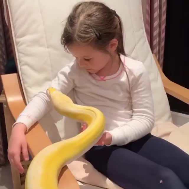 Python Snake Crawls on Little Girl's Shoulders | Jukin Licensing