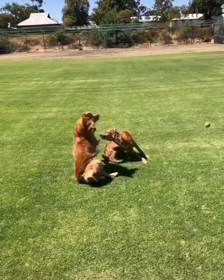 Two Dogs Crash Into Each Other While Trying to Catch Ball | Jukin Licensing