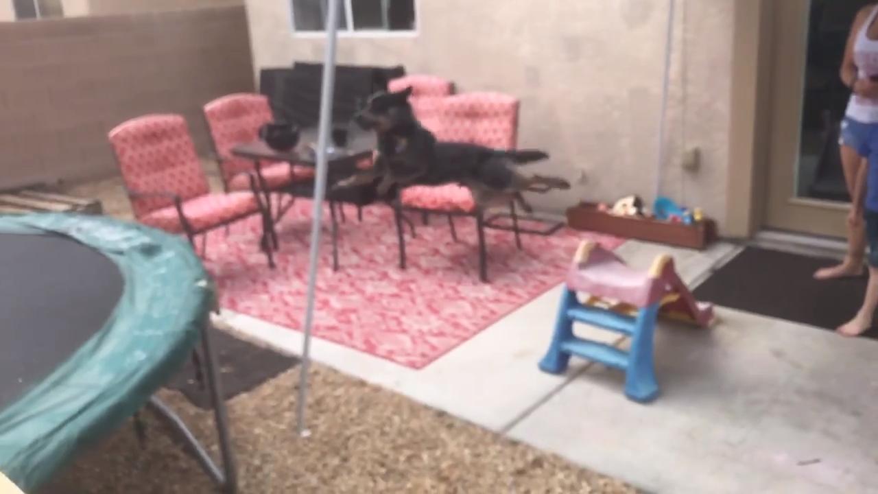 Dog Falls While Jumping on Trampoline From Slide | Jukin Licensing