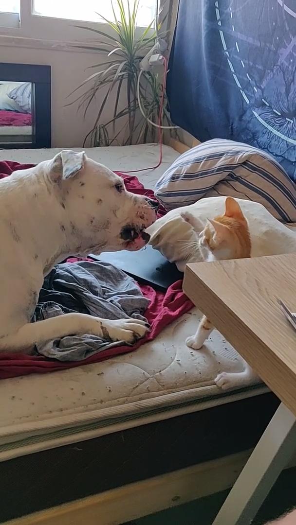 Annoyed Cat Slaps Dog Repeatedly | Jukin Media Inc