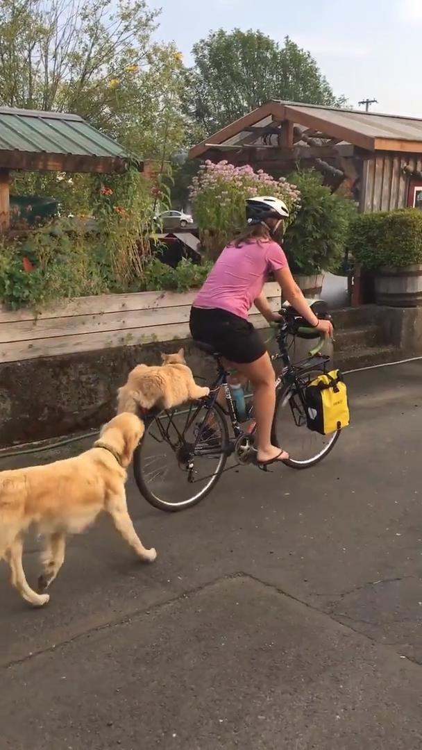 Cat Rides on Backseat of Bicycle While Dogs Follow it | Jukin Licensing