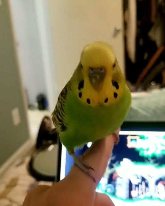 Bird Imitates Owner While Enjoying Kisses From Her | Jukin Licensing