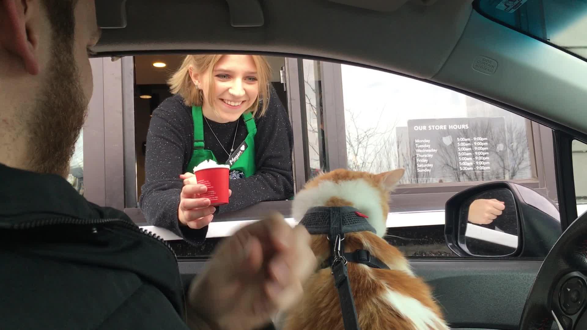 Cat Eagerly Waits for His Puppacino at Drive-Thru Window | Jukin Licensing